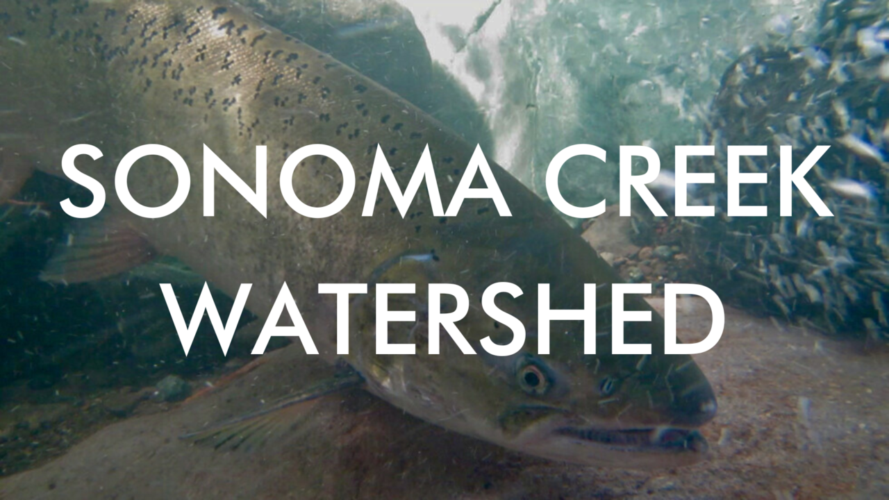 Resource Hub | Sonoma Ecology Center